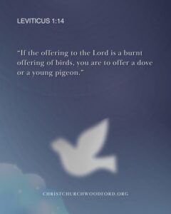 The Dove in the Bible: Meaning and Symbolism